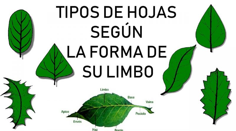 Tipos de hojas según la división del limbo | Ciencias Naturales Online