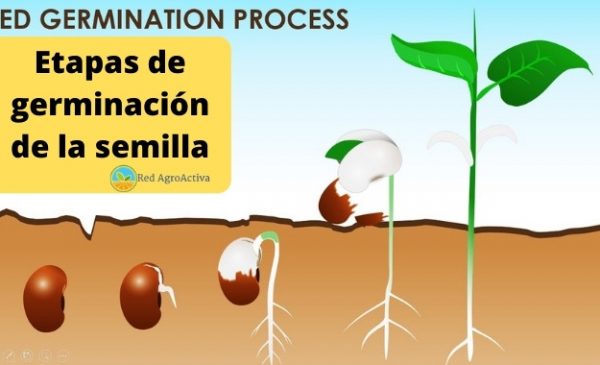 Etapas-de-germinacion-de-la-semilla | Ciencias Naturales Online
